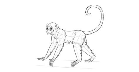 How To Draw A Monkey Step By Step