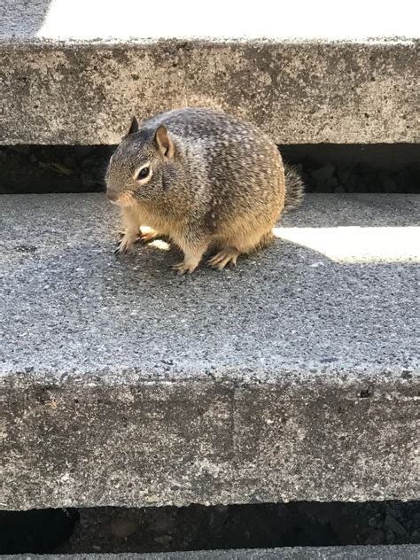 Fat Squirrel Compilation Rucsc