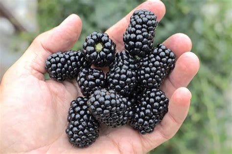 Ежевика "Лохнесс": описание сорта, отзывы, фото