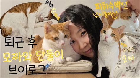 Vlog 퇴근 후 모짜와 단둘이 브이로그 여전히 어려운 피하수액 낚시놀이 개냥이 골골송 Youtube