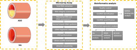 Analytical Process Of This Study Download Scientific Diagram