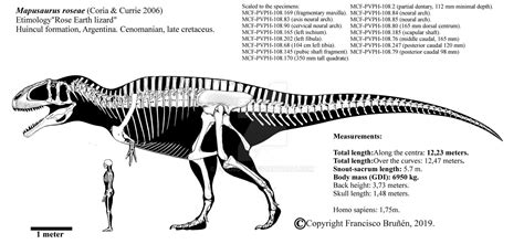Mapusaurus Roseae Skeletal Diagram By Franoys On Deviantart