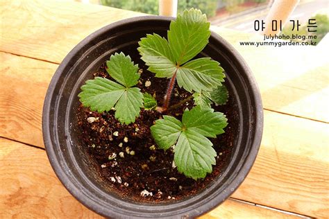 집에서 딸기키우기 씨앗부터 딸기 키우는방법 1편 네이버 블로그