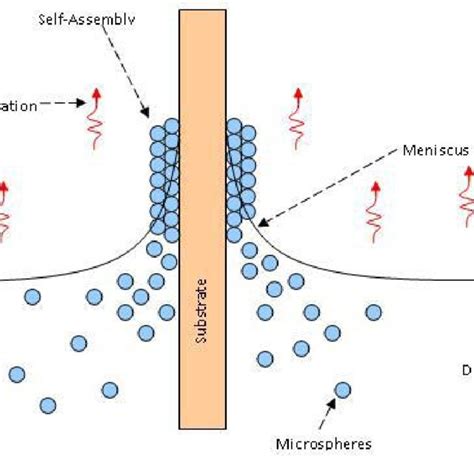 Schematic Representation Of The Vertical Deposition Method Download