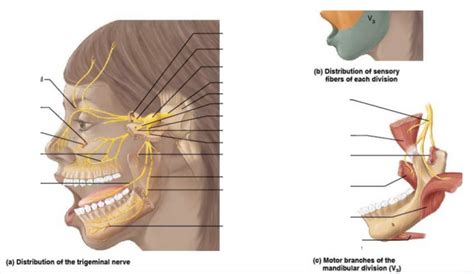Trigeminal Nerve Diagram Quizlet Trigeminal Nerve Diagram Quizlet