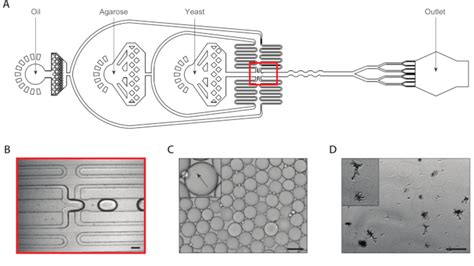 High Throughput Yeast Strain Phenotyping With Droplet Based Rna Sequencing