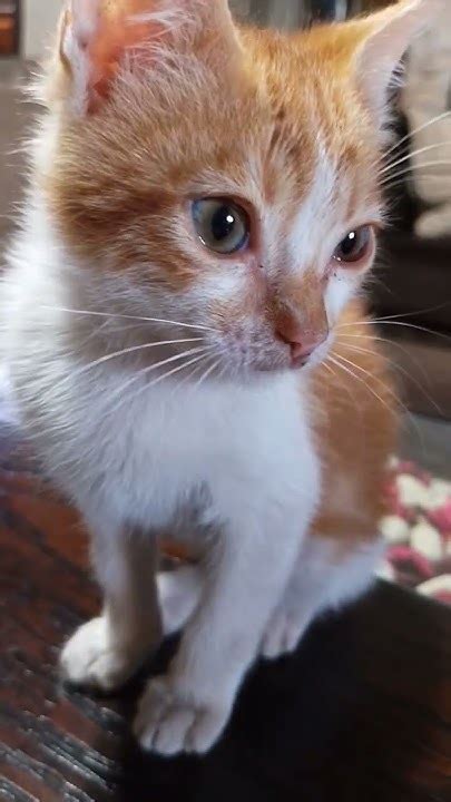 اي لون عيون اجمل؟ Youtube