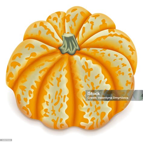 카니발 겨울 스쿼시 쿠커비타 페포 신선한 유기농 생과일과 채소 격리된 벡터 그림입니다 Flyposting에 대한 스톡 벡터 아트 및 기타 이미지 Istock