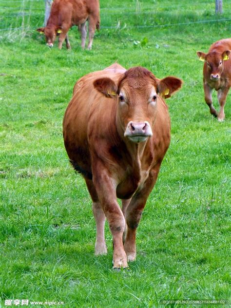 牛摄影图 家禽家畜 生物世界 摄影图库 昵图网