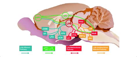 Schematic Of Selected Afferent Bidirectional And Efferent Pathways Download Scientific