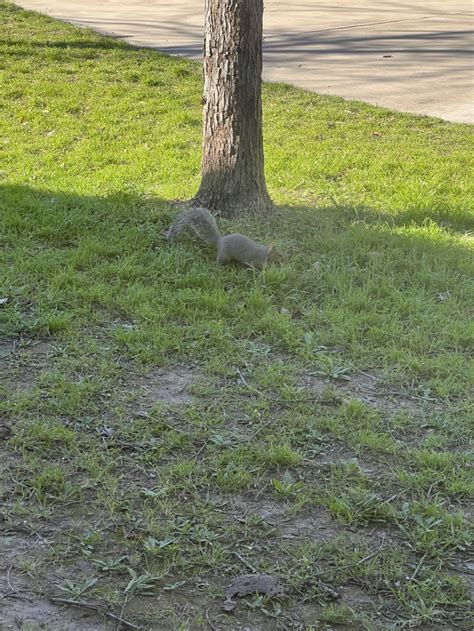 Stupid Fuckhead Rfatsquirrelhatred