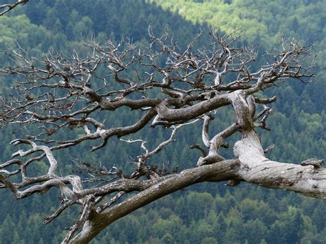 Ast Zweig Knorrig Kostenloses Foto Auf Pixabay Pixabay