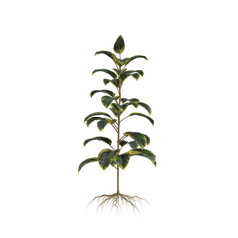 Plant Indoor Plants Models Blenderkit