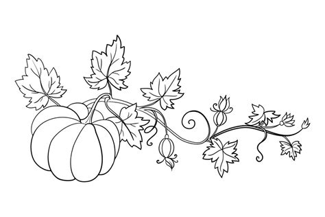 Linear Illustration Of Pumpkin On A White Background 33642665 Vector