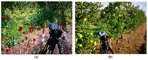 Apple Fruit Recognition Algorithm Based On Multi Spectral Dynamic Image Analysis