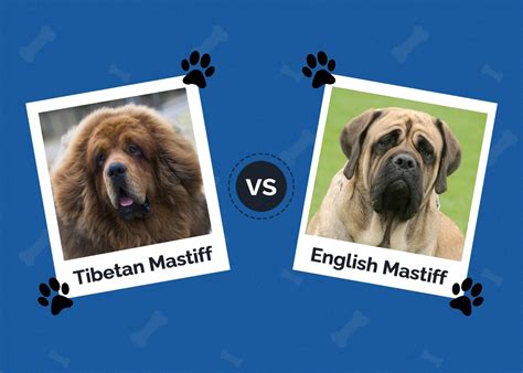 Tibetan Mastiff Vs English Mastiff The Differences With Pictures