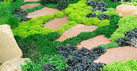 Ground Cover Plants Flowering And Evergreen Ground Cover Plantingtree