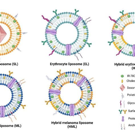 Schematic Figure Showing The Five Types Of Nanoparticles Investigated