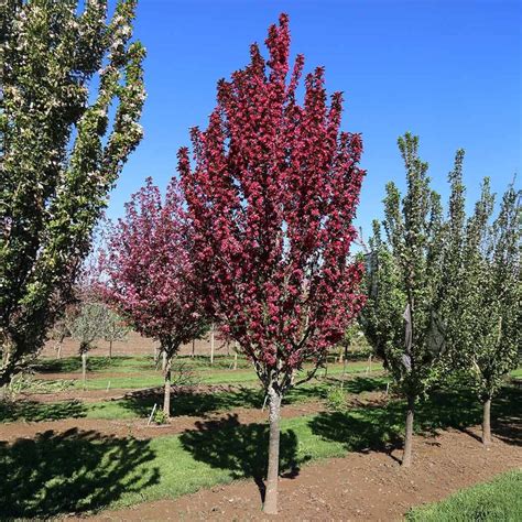 Raspberry Spear Crabapple Tree Pottedhaven Holiday Sale On Potted