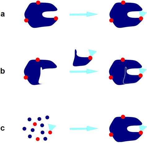 Optical Control And Study Of Biological Processes At The Single Cell
