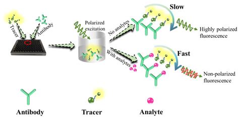 Chromatography Immunoassay At Lucas Oshanassy Blog