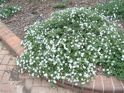 Trailing White Lantana Attracts Butterflies Front Yard Plants
