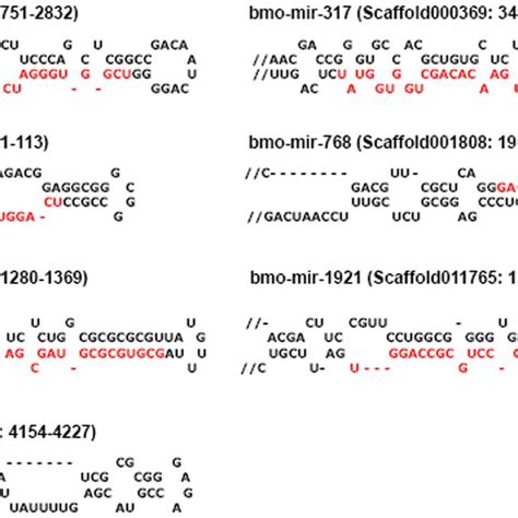 Predicted Stem Loop Structures Of Precursors And Mature Forms