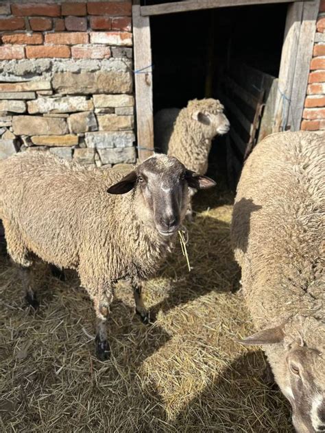 Продавам едногодишни кочове Овце Агнета Селскостопански животни Искра Продавам млади