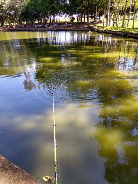Pesca No Lago Com Vara De Bambu Imagem De Stock Imagem De Peixes Lago 219725679