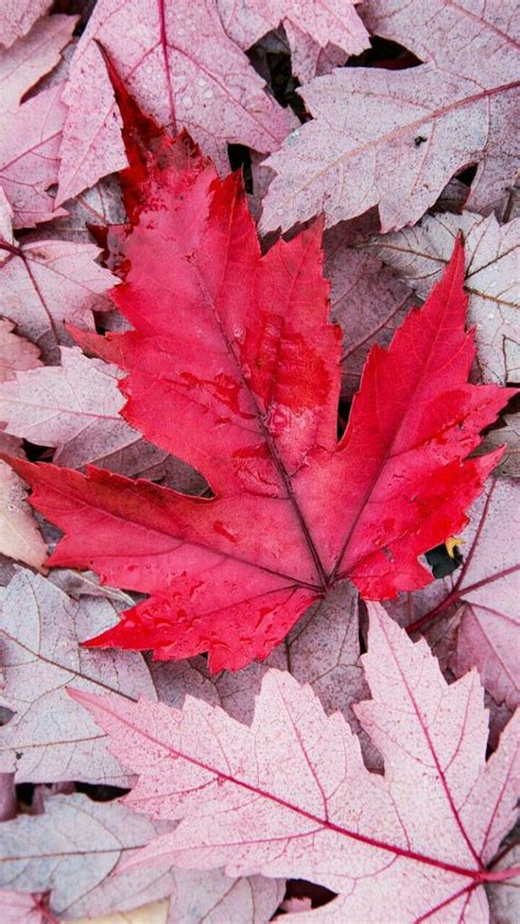 Daun Maple Wallpaper Maple Ish Bokeh Sabrina Mae Beautiful Flowers Wallpapers Flowers Nature