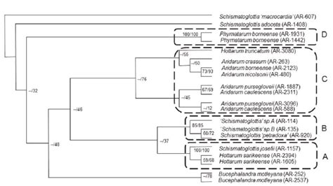 The Maximum Likelihood Tree Obtained From Raxml With Its Sequences Download Scientific Diagram