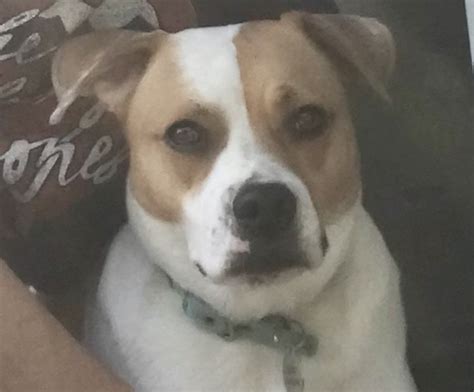 Function Notation Domain And Range Flashcard