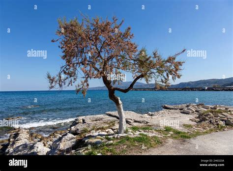 A Tree In Front Of The Ocean Stock Photo Alamy