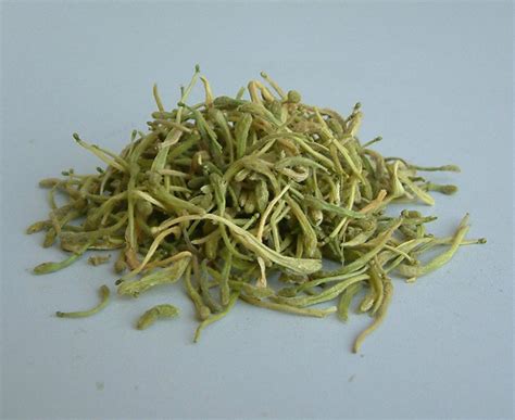 金银花的图片 金银花图片大全 中华康网
