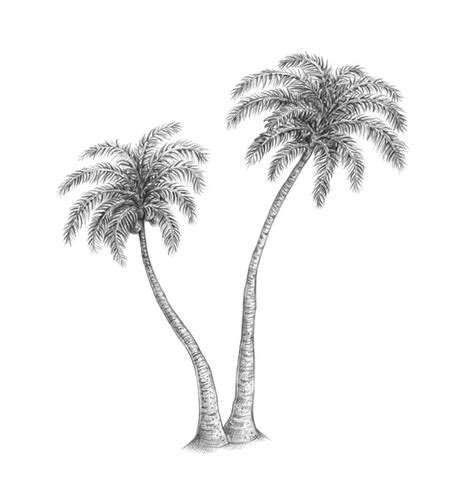 How To Draw A Palm Tree