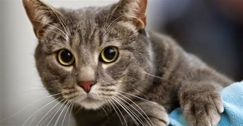 ¿es El Gato Doméstico Unos Adorables Independientes Cofre360
