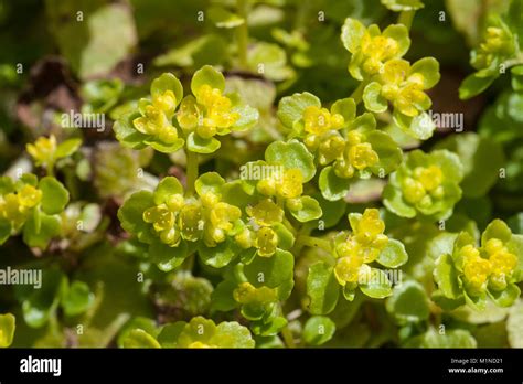 Chrysosplenium Oppositifolium Gegenblaettriges Milzkraut Opposite Leaved Golden Saxifrage Stock