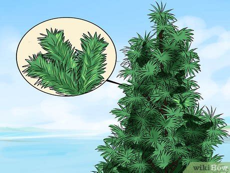 Ways To Identify Spruce Trees WikiHow