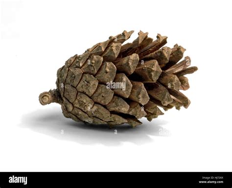 A Pine Cone In White Back With Shadow Stock Photo Alamy