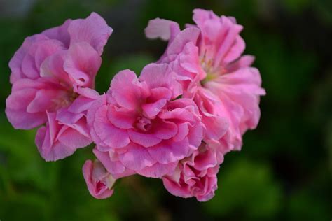 Pink Rosebud