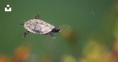A Small Turtle Swimming In A Pond Of Water Photo Free Tenerife Image On Unsplash