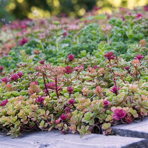 Red Stonecrop Ground Cover