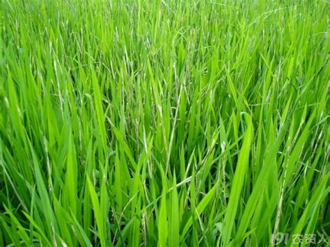稻纵卷叶螟来袭别慌有招来防 种植圈 191农资人 农技社区服务平台 触屏版