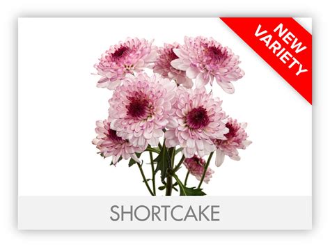 Pompon Novelty The Queens Flowers