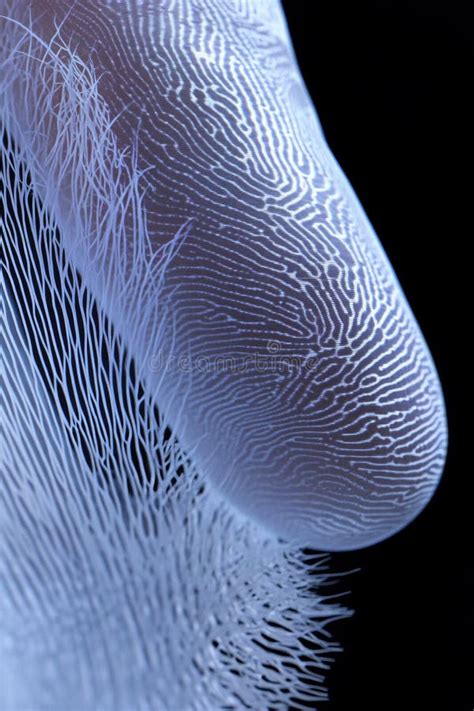 Business Applications Utilize Futuristic Biometric Iris Scan Technology With Digital Lock