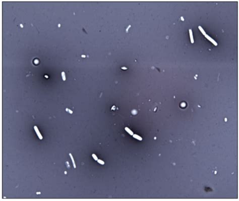 Exam 1 Staining Visuals Flashcards Quizlet