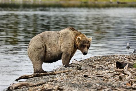 Fat Bear Week At Katmai National Park Hit With Fake Votes From Internet