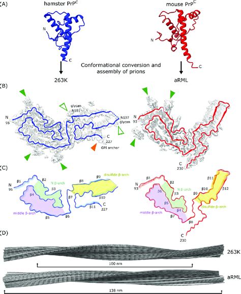 Two Prion Strains Are Amyloid Fibrils With Distinct Templating Surfaces
