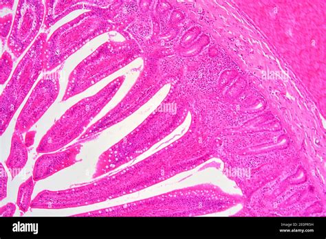Crypts Of Lieberkuhn Duodenum