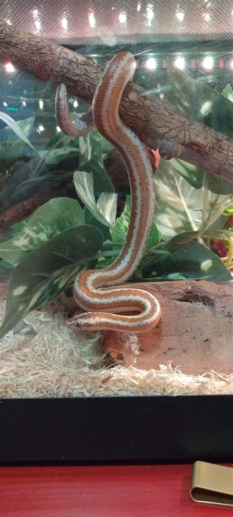 The Day Before Mouse Day And Cal Is Being Extra Boa About It Xposted To R Sneks R Rosyboas